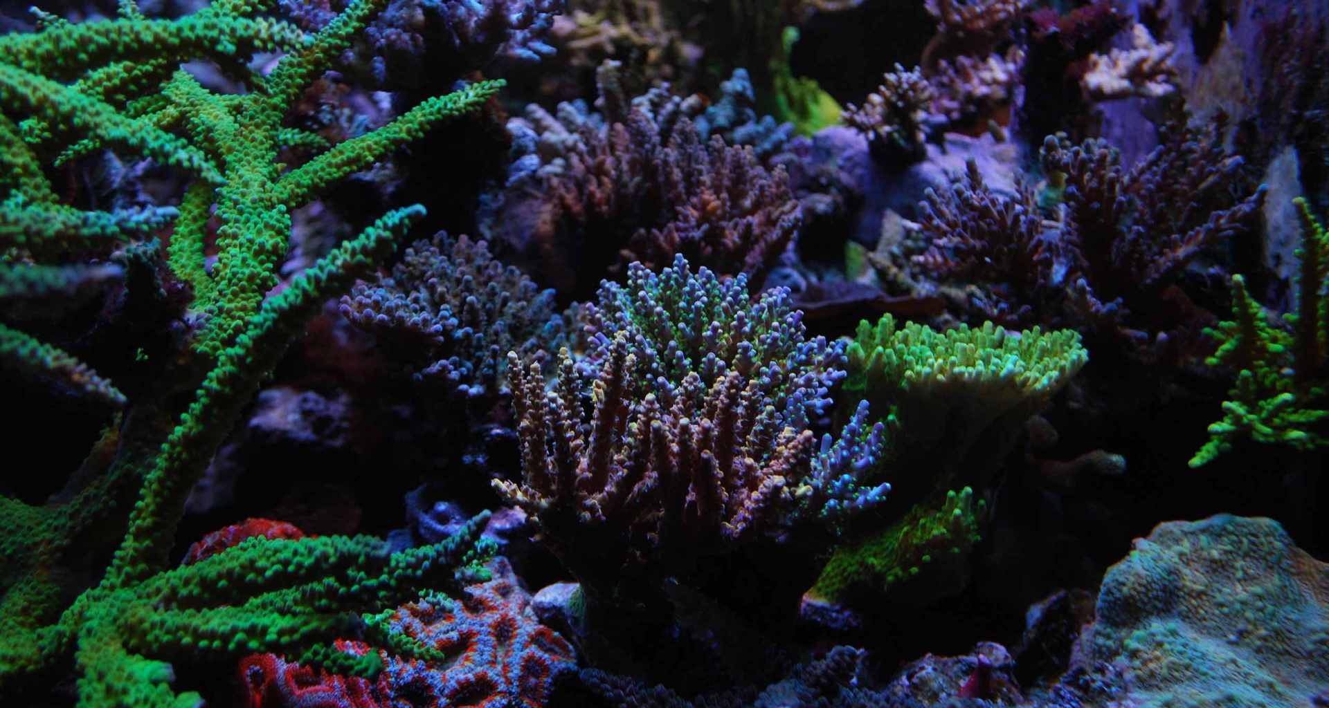 A General Guide to Caring for Aquacultured, Maricultured, and Wild ...